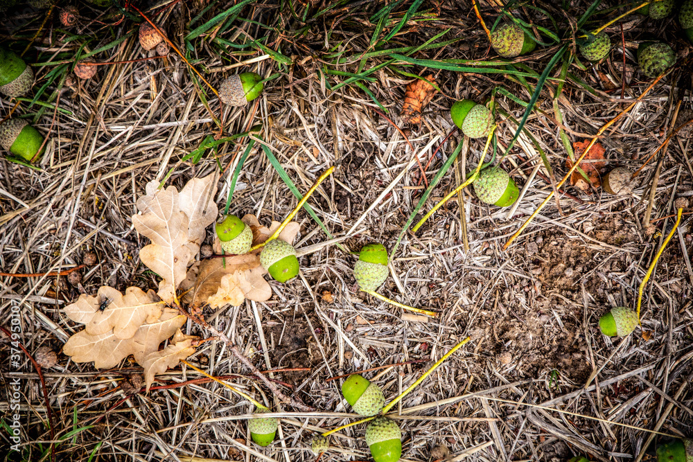 glands Stock Photo | Adobe Stock