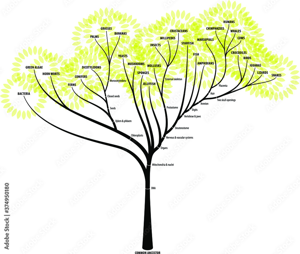 The evolutionary tree of life showing diversification, branching and ...