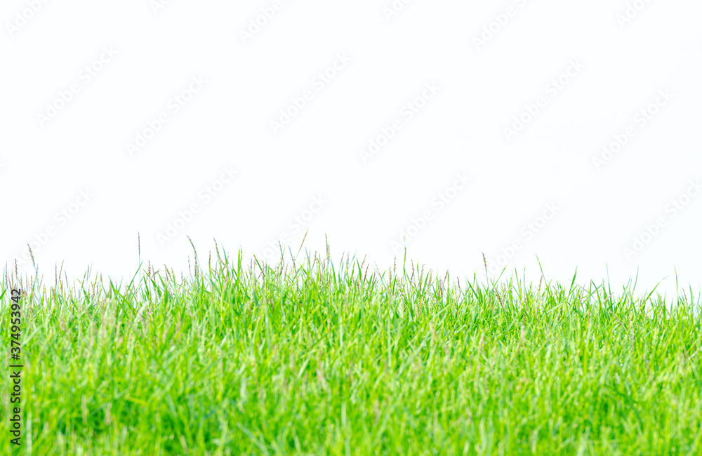 Background and texture of side view Kerean Lawn grass or japanese Lawn ...