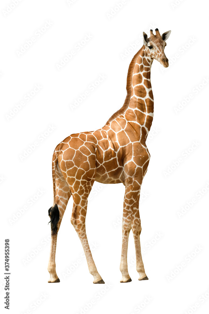 Giraffe Stock Photo | Adobe Stock
