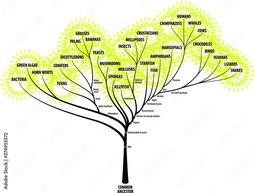 The evolutionary tree of life showing diversification, branching and ...