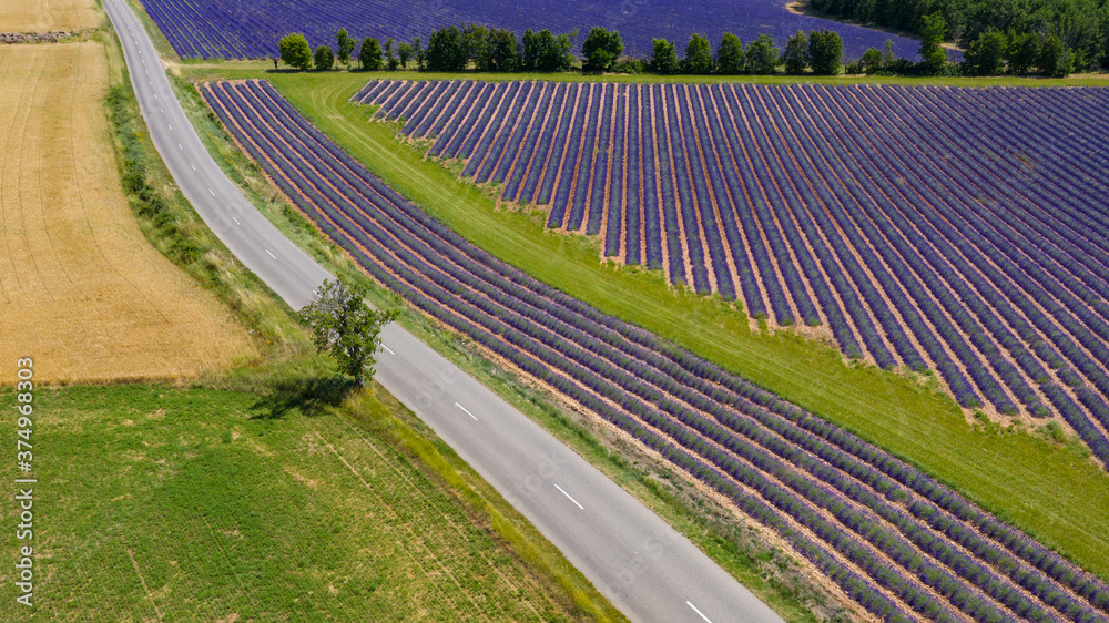 Aerial view of green and purple Lavender fields in Valensole - diagonal ...