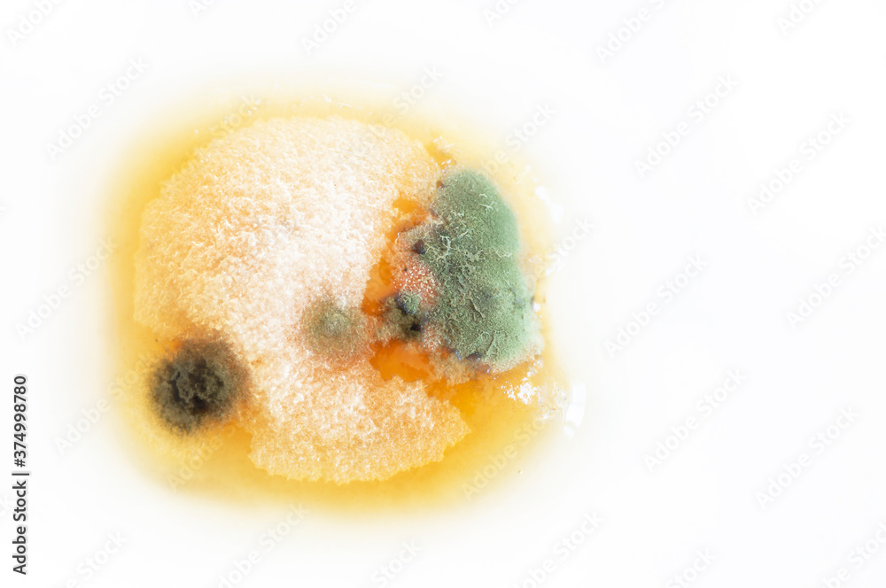 Mold taken from tea isolated on white background, moldy fungus contains ...