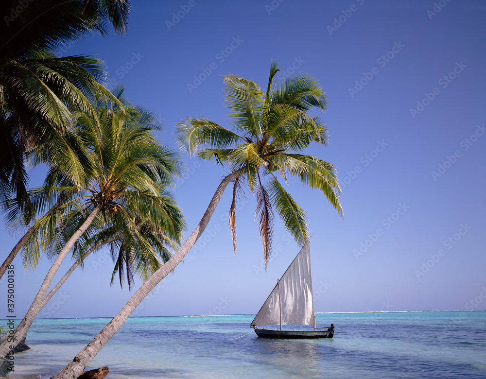 Sail boat by palm trees. The Maldives. Stock Photo | Adobe Stock