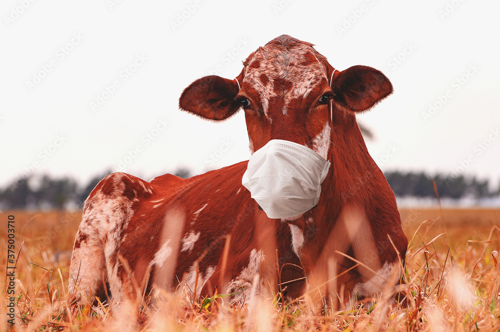 Cow lying in the field with a mask. Concept of prevention of infection ...