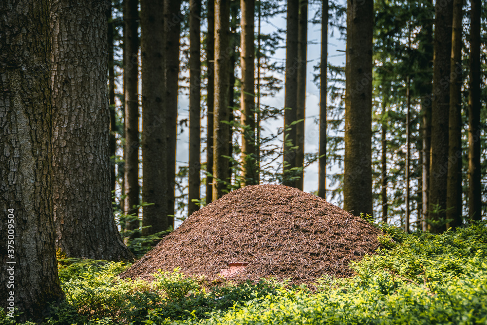 Foto de An anthill in the middle of the forest. Concept for nature ...