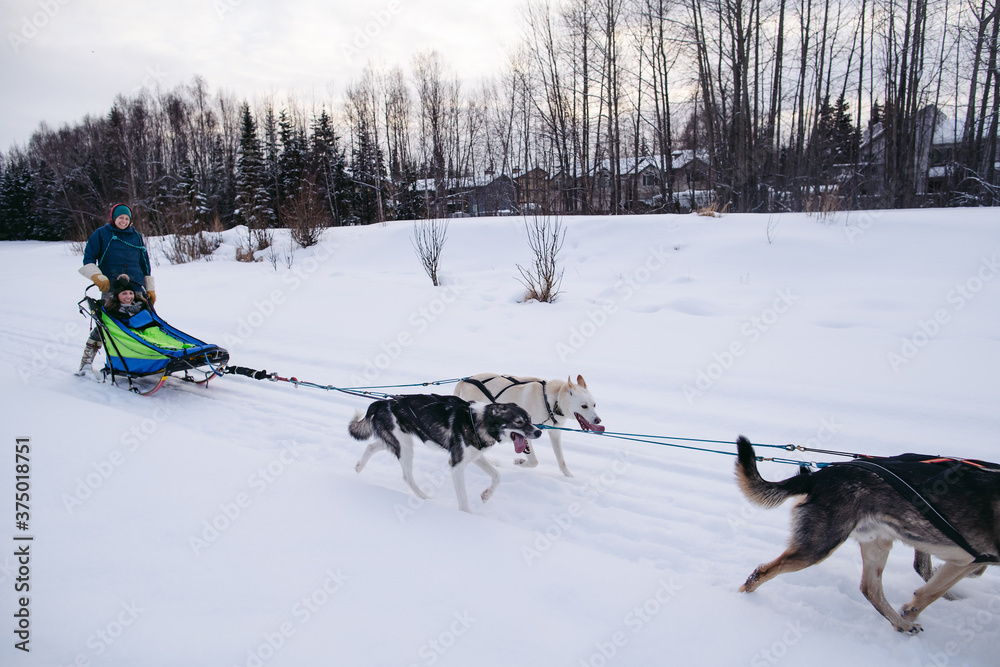 Dogs pulling sled and pulling tourist in winter Stock Photo | Adobe Stock