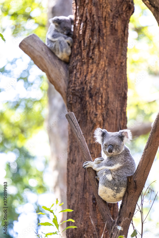 Baby koala climbing and eating around a tree with eucalyptus leaves ...