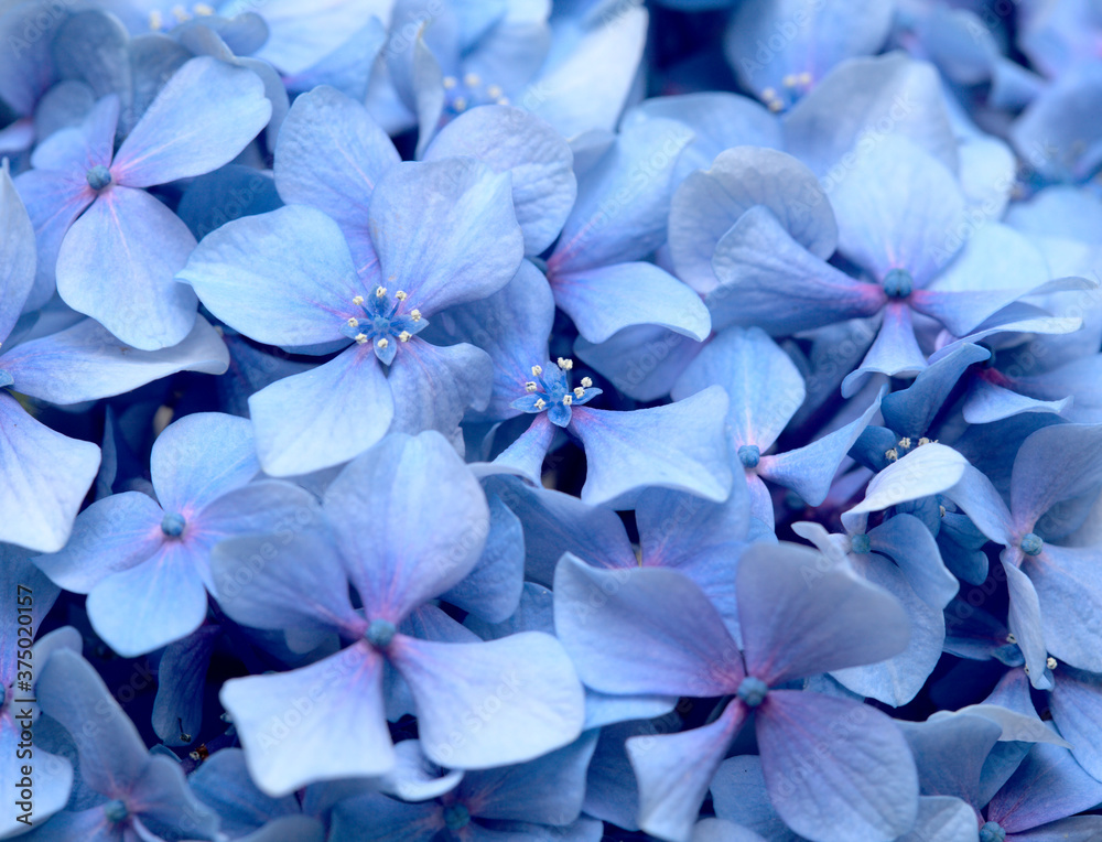 Natural floral background of blue flowers of Hydrangea macrophylla ...