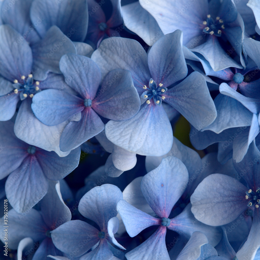 Natural floral background of blue flowers of Hydrangea macrophylla ...