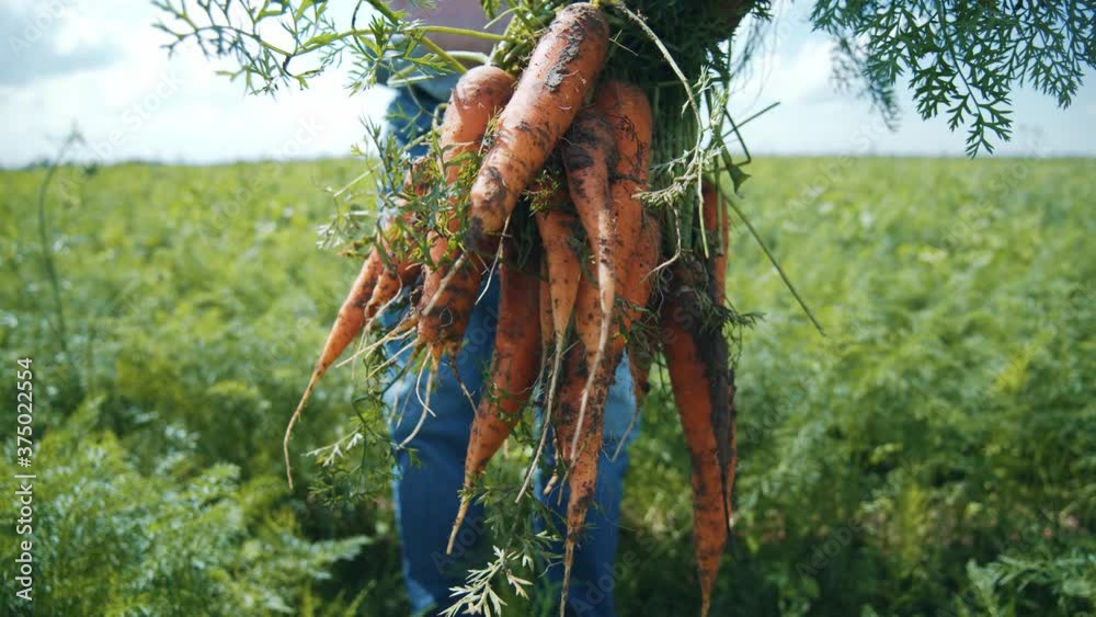 Agriculture. Local farm. Proud farmer is boasting of harvest crops ...