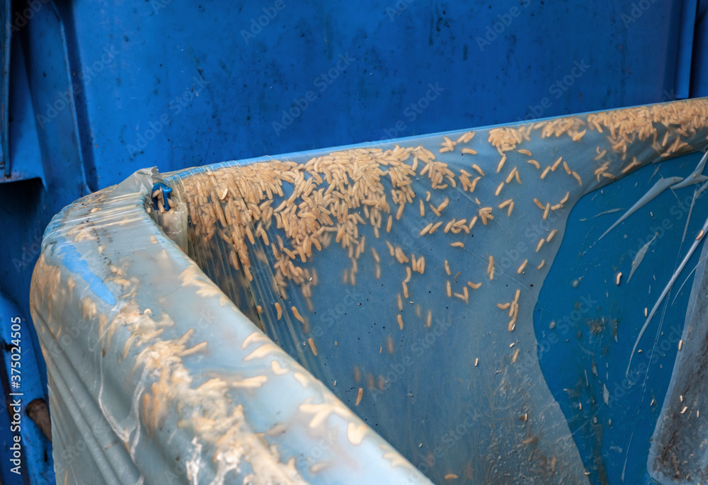 Maggots infestation. Crawling and moving fly larvaes in the compost ...