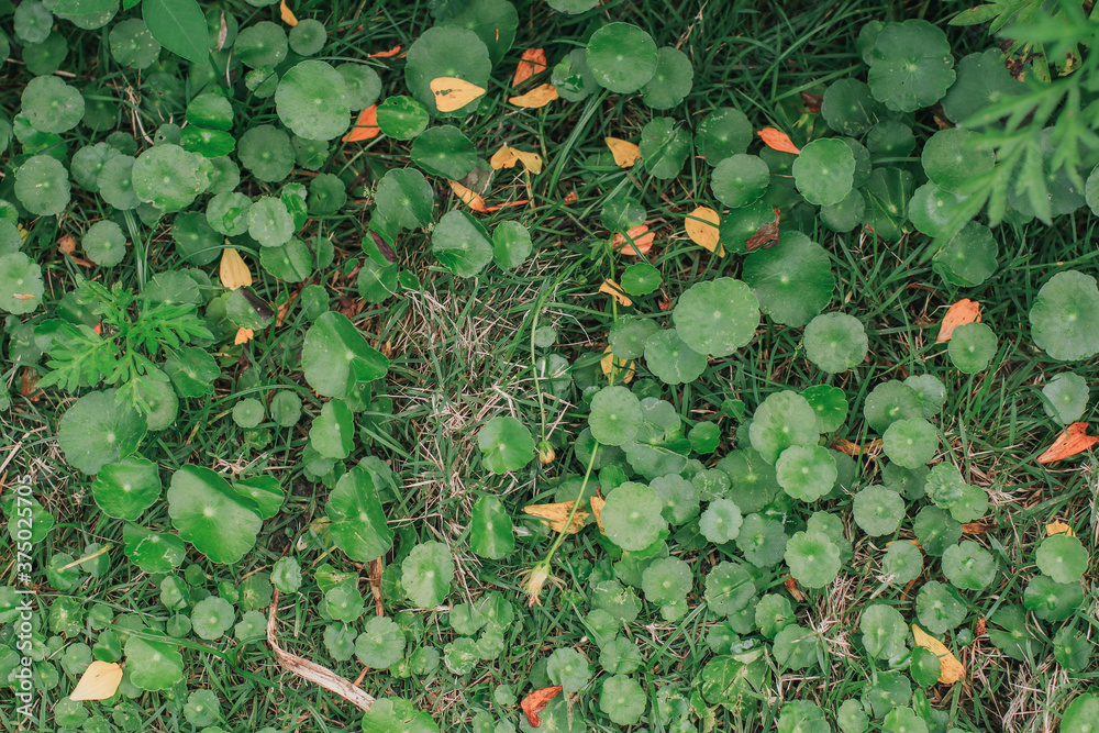 The common name in English is manyflower marshpennywort or dollarweed ...