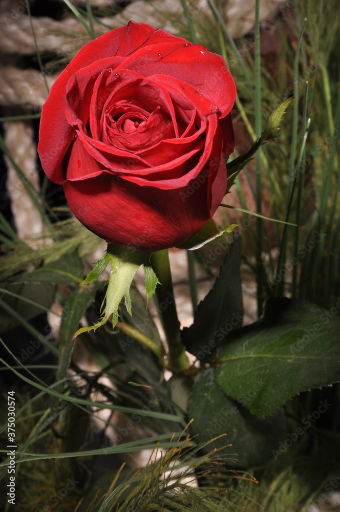 Rosas rojas hermosas, naturaleza expresiva, rojas, amor, cariño ...