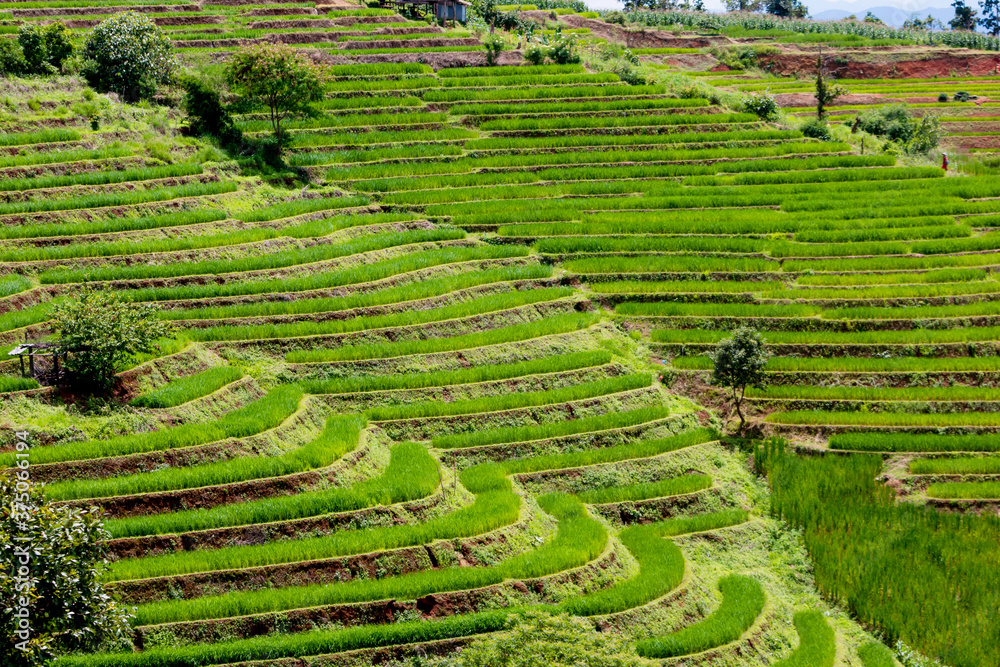Rice planting on the mountain, Rice terraces at Ban Pa Pong Piengin ...