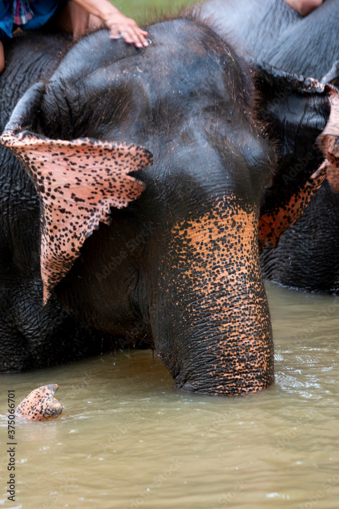 Asian elephant species In the conservation center of Thailand Stock ...