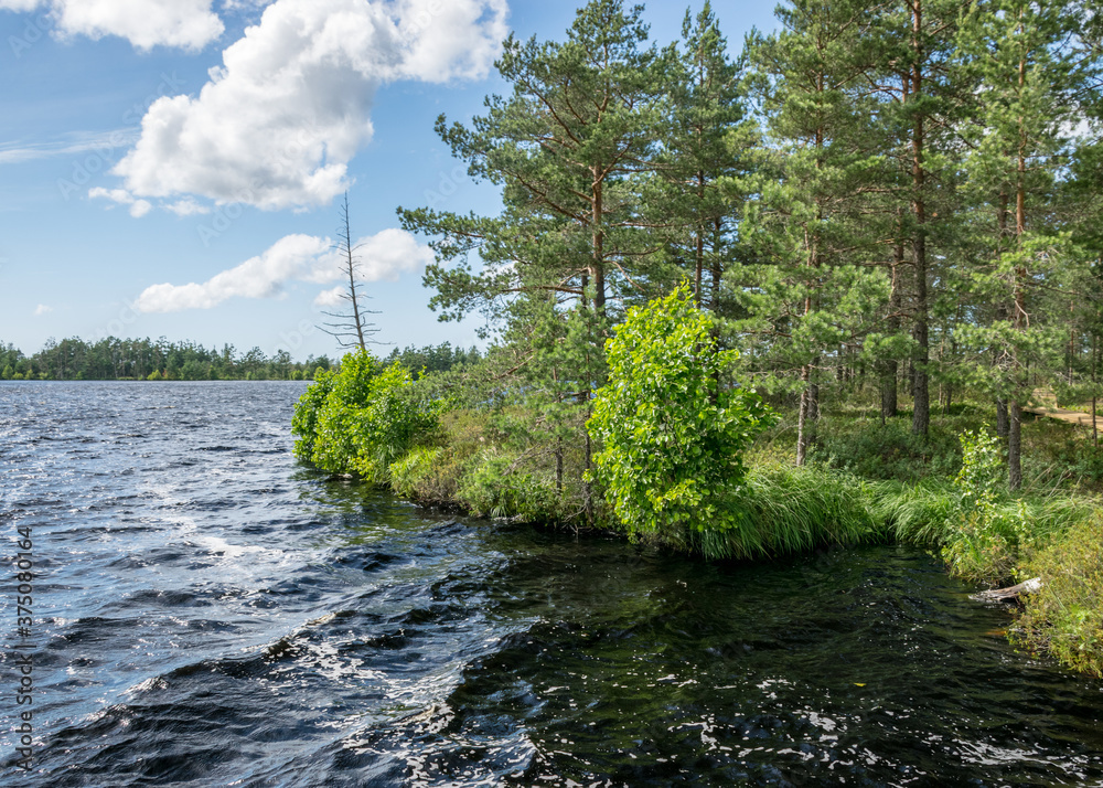 windy landscape with a swamp lake, the lake water ripples and trees ...