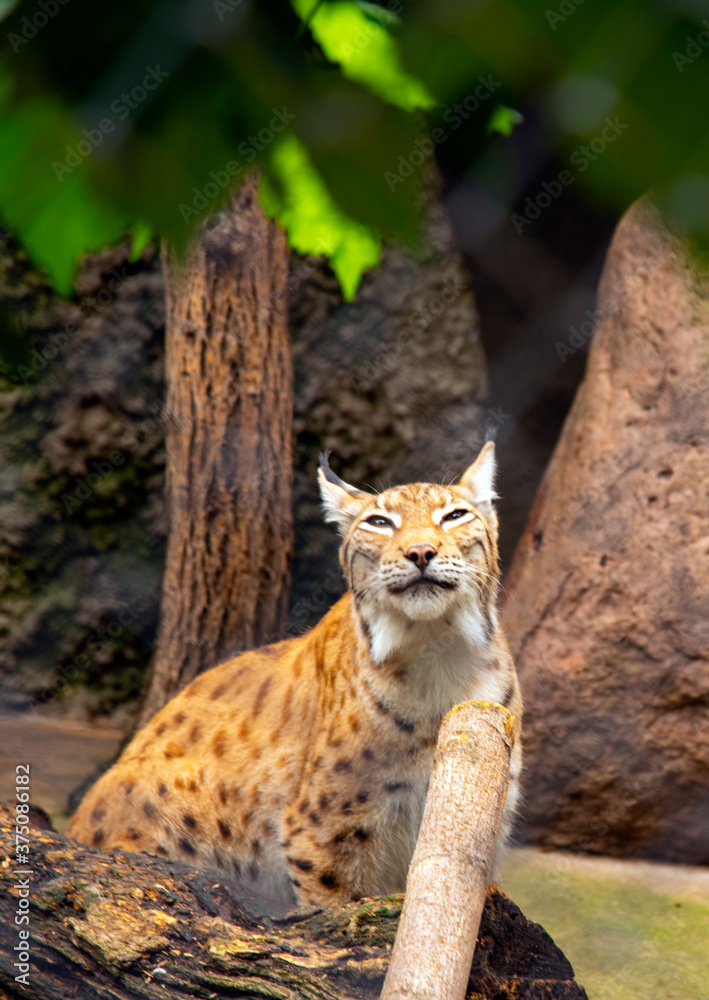Poster A wild lynx is photographed through the bars of an enclosure at ...