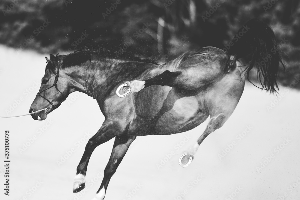 Welsh Cob gelding jumping and bucking, showing his shoe, in the dunes ...