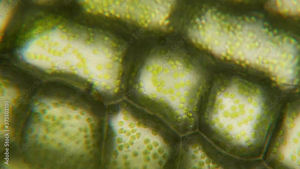 Chloroplast under a microscope. Cell division. Cell structure. Cell ...