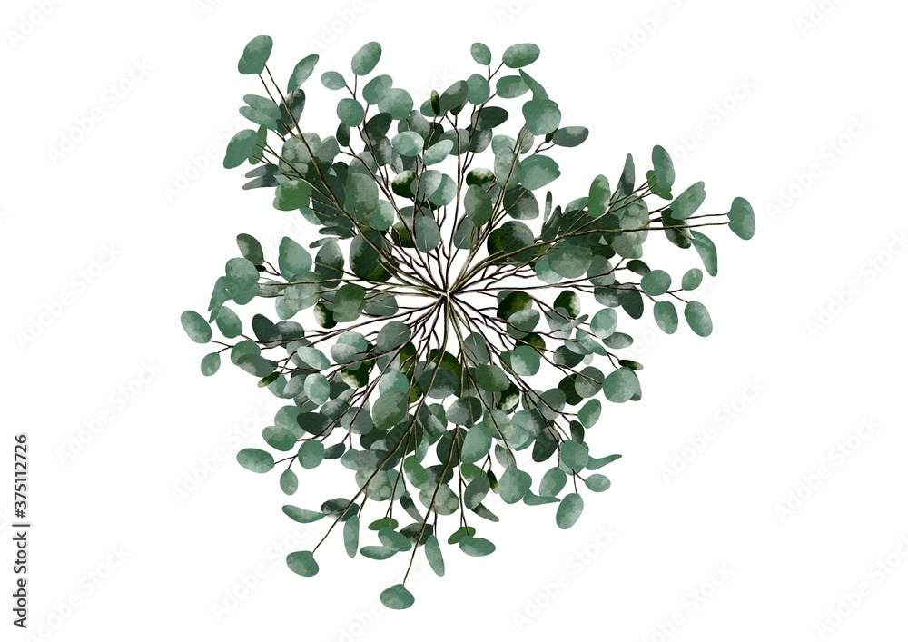 watercolor eucalyptus brunch top view for interior plan or decorative ...