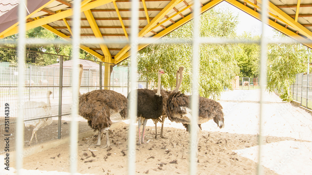 Foto Stock African ostriches, big birds, ostriches, ostrich eggs ...