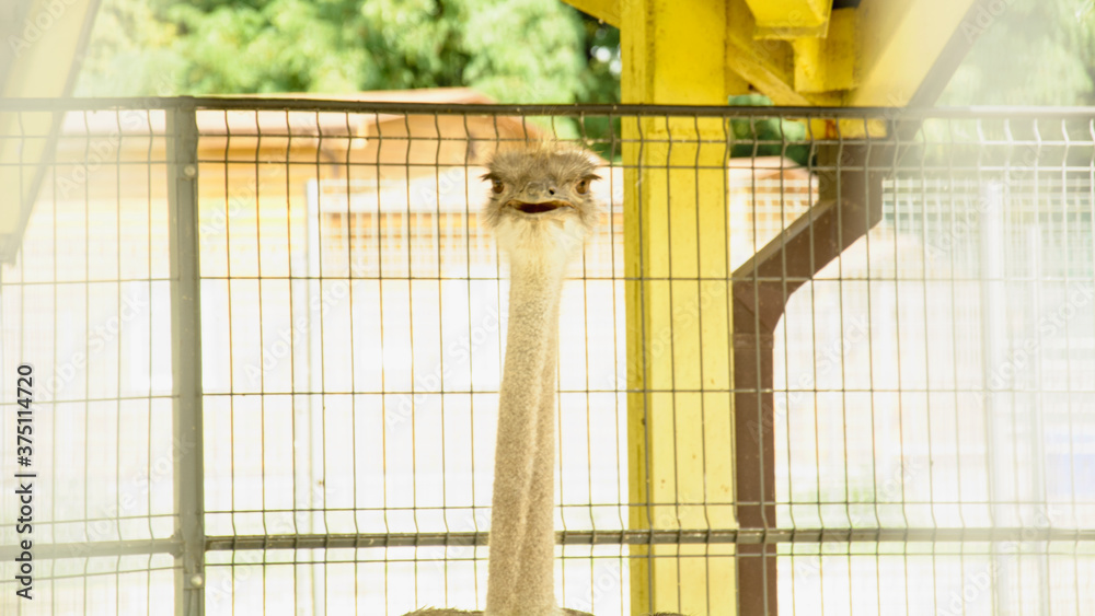 Elephant Bird Egg Vs Ostrich Egg Magnificent Egg of an Aepyornis ...