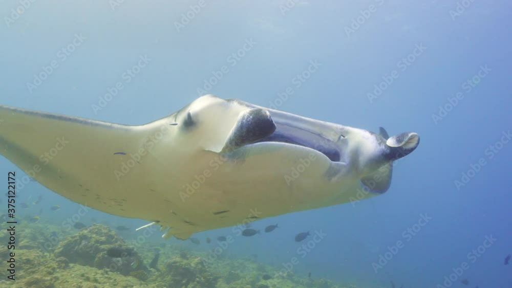 Manta rays floating over a cleaning station in maldivesLook inside the ...