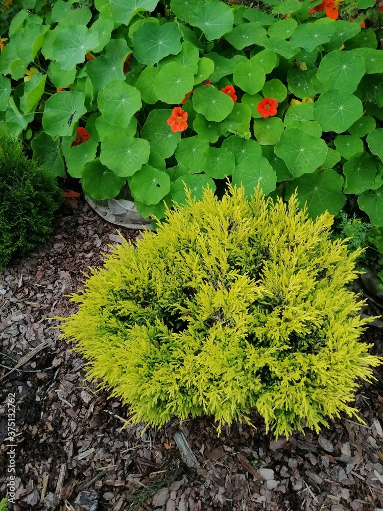 beautiful little yellow Juniperus horizontalis Lime Glow against a ...