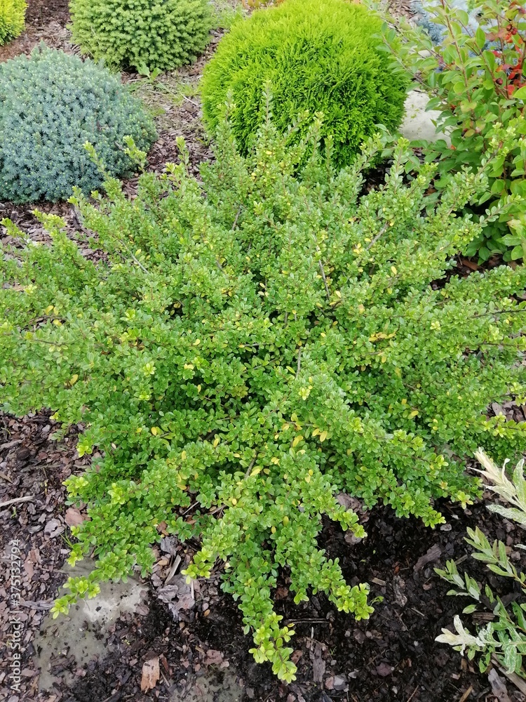 Evergreen round spherical Ilex crenata Convexa or Japanese Holly shrub ...