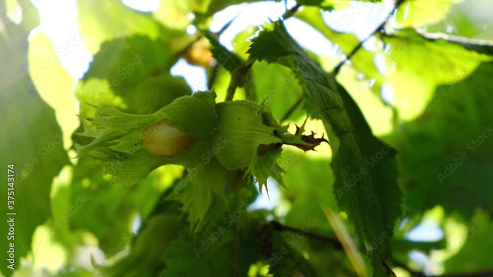 Brown Filbert Nuts Harvest on a Hazelnut Tree and the Sun Rays with ...