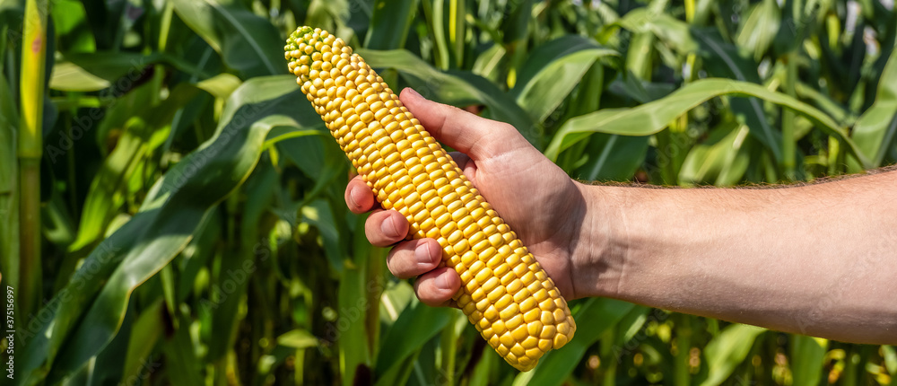 Agronomy Corn