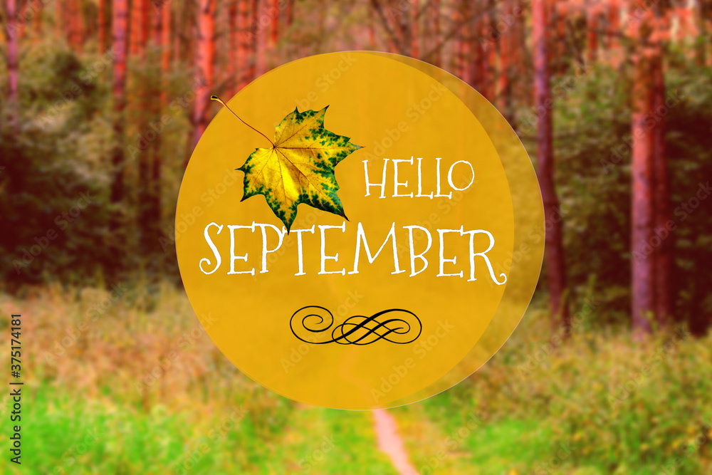 Hello September phrase & yellow maple leaf on autumn forest background ...