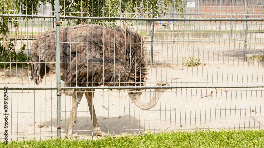 African ostriches, big birds, ostriches, ostrich eggs, feathers ...