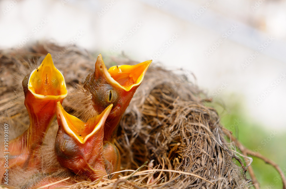 Three Robin hatchlings in nest reaching with open mouths for a feeding ...