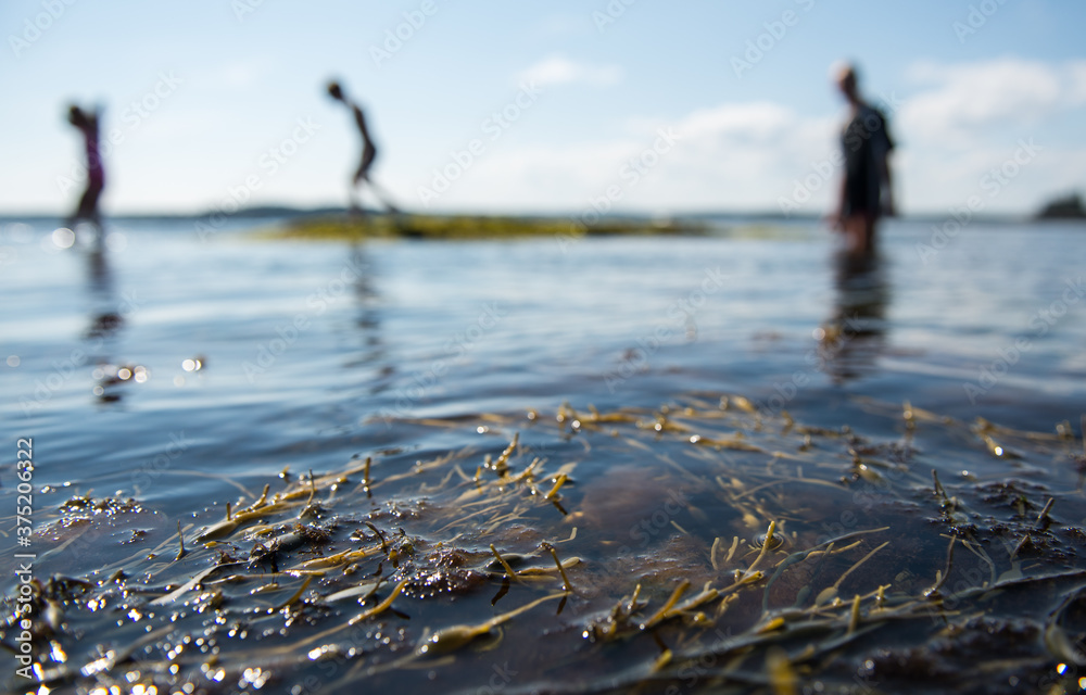 Kids playing in the ocean with floating seaweed foreground Stock Photo ...