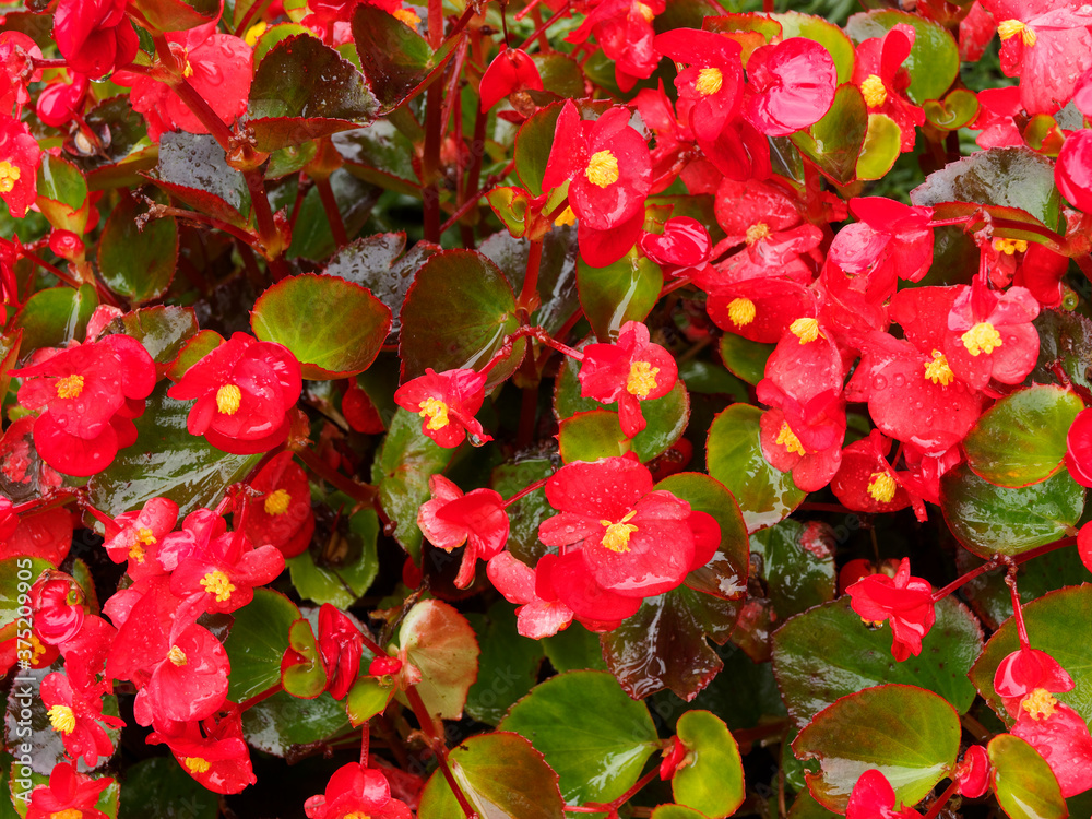 Bégonia annuel ou begonia semperflorens à floraison rouge au dessus d ...