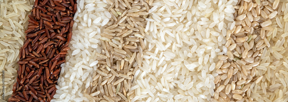 Panoramic banner with eight different varieties of rice. The texture of ...