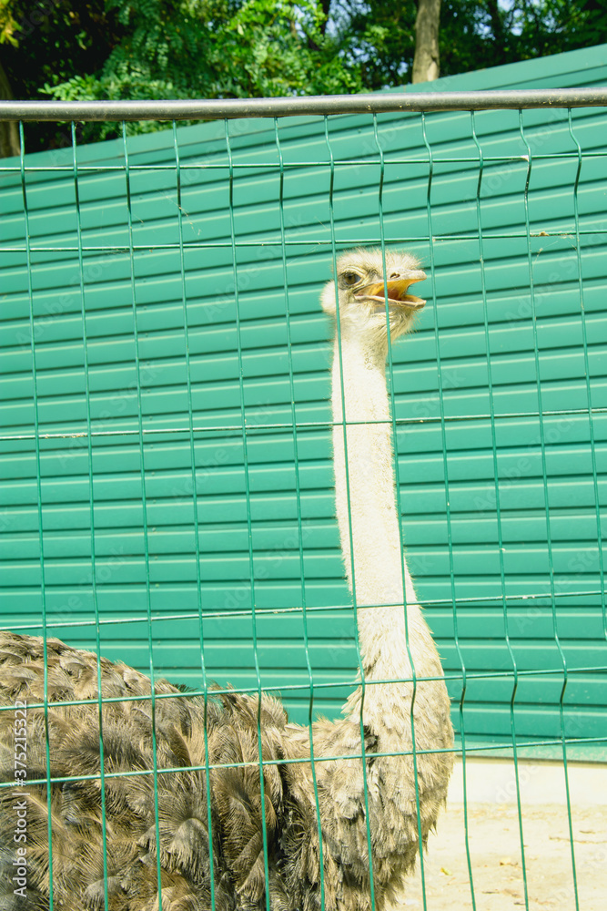 Elephant Bird Egg Vs Ostrich Egg Magnificent Egg of an Aepyornis ...