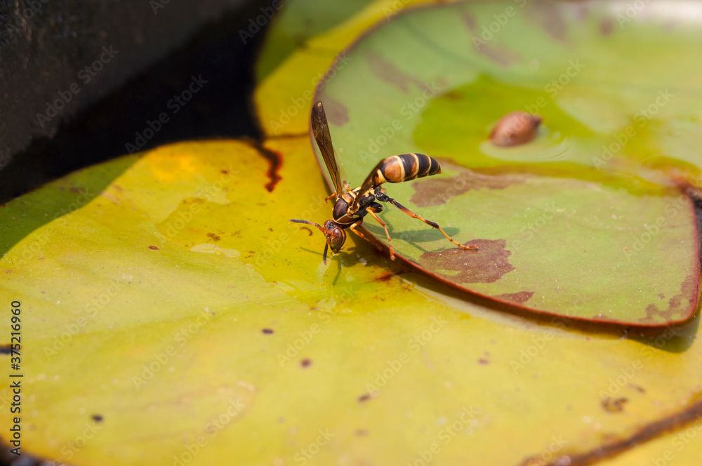 Wasp drinking water from puddle on a lily pad Stock Photo | Adobe Stock