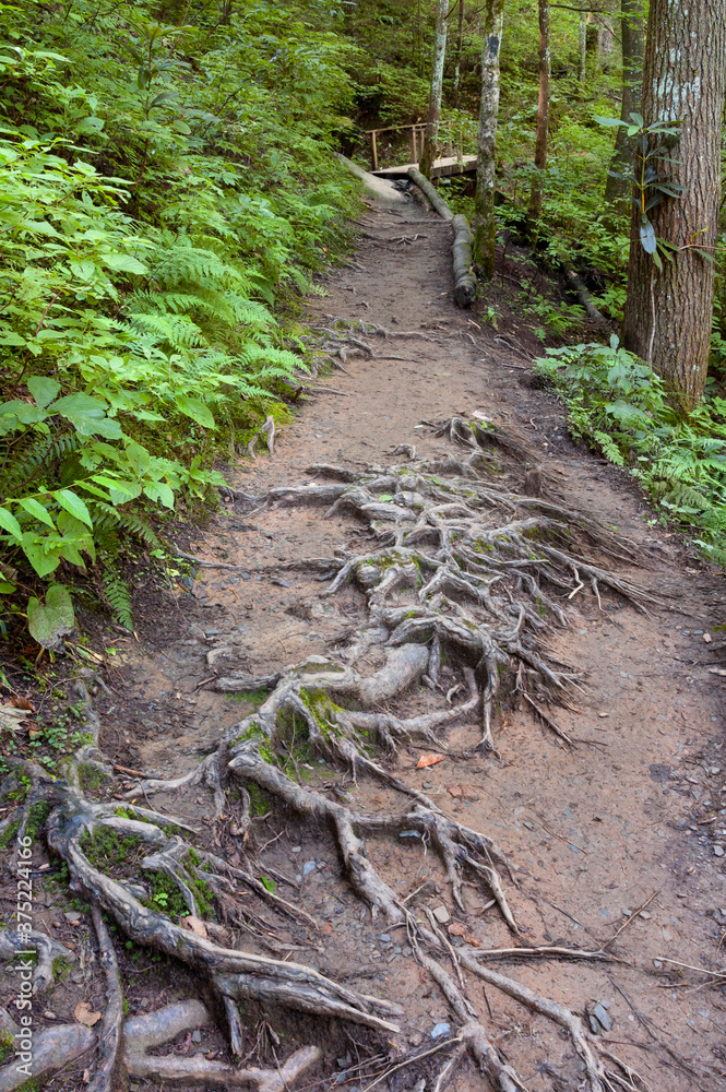 Foto de Hiking trail with exposed tree roots in the Joyce Kilmer ...