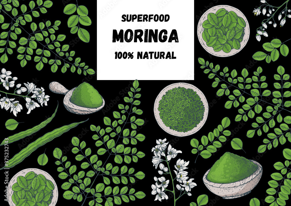 Moringa hand drawn illustration. Organic healthy food. Moringa leaves ...