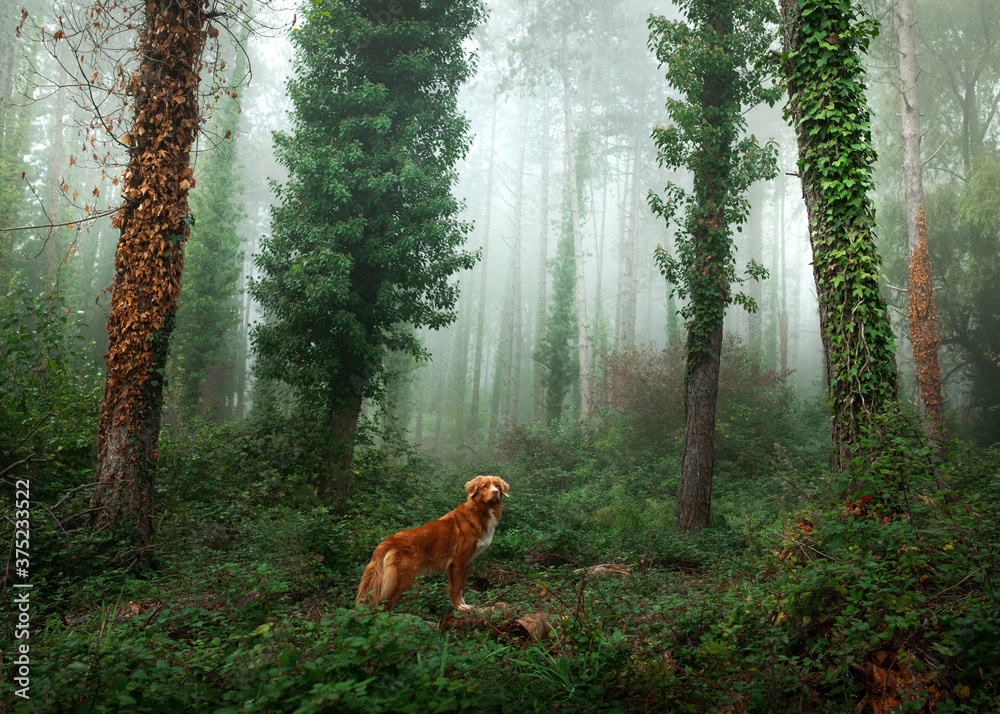 dog in foggy forest. Nova Scotia Duck Tolling Retriever in nature. pet ...