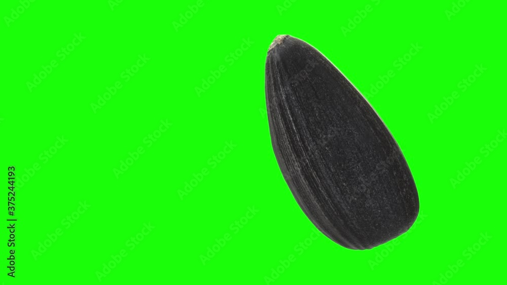 Vidéo Stock Ripe sunflower black seed on green chromakey background ...