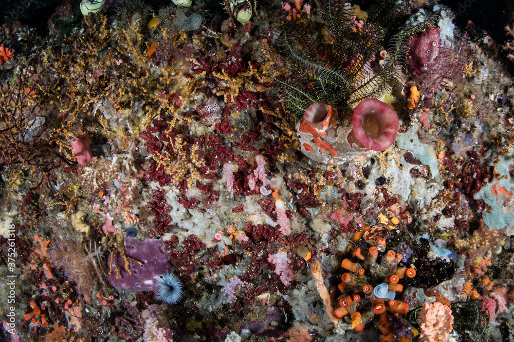 Colorful marine invertebrates completely cover a reef wall in Raja ...