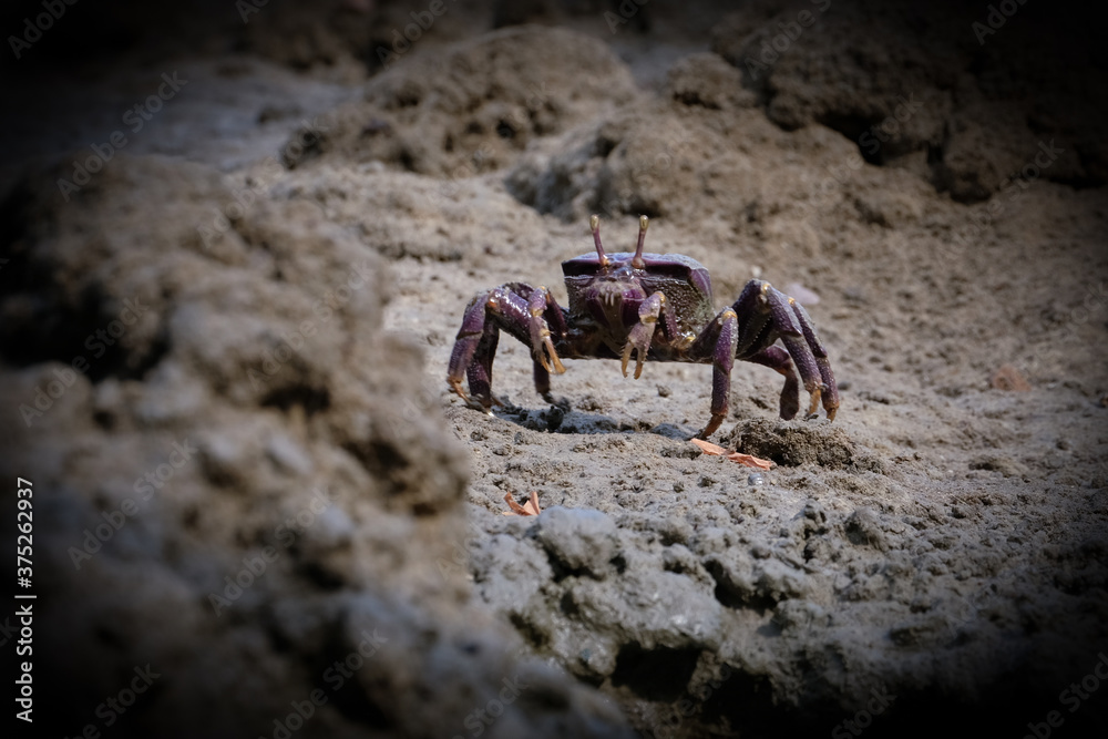 Krabbe, Krabben, Krebs, Krebse, im Sand, Scheren Stock-Foto | Adobe Stock