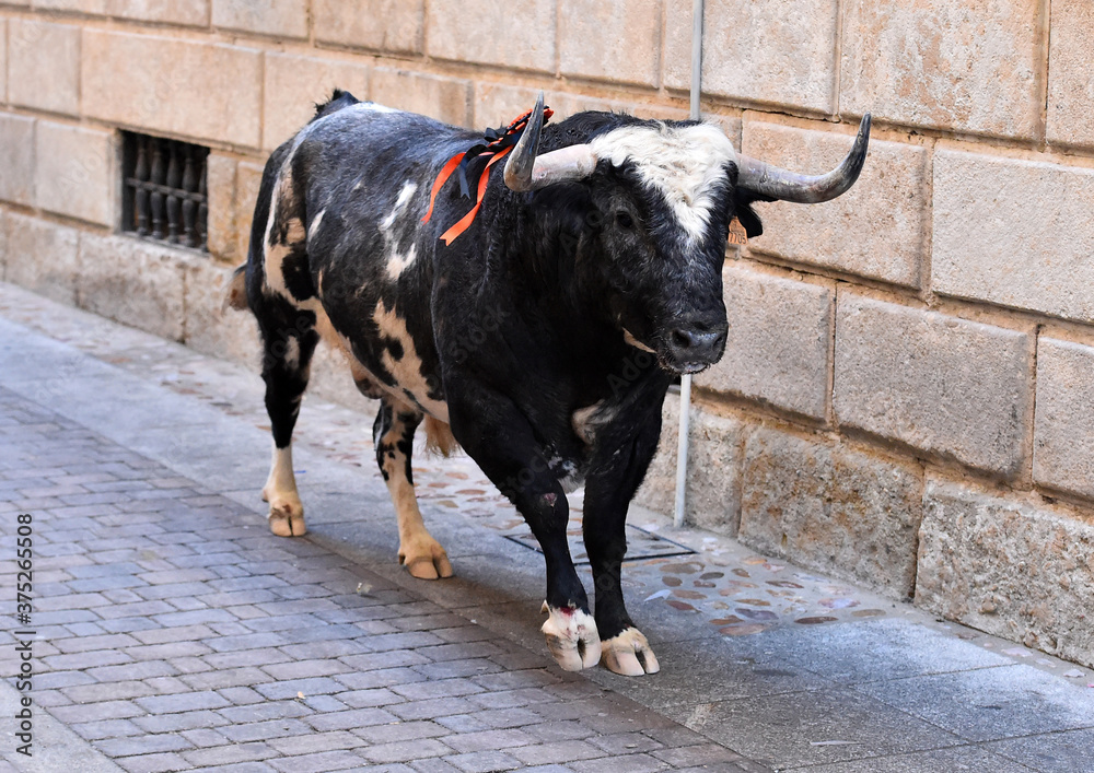 toro negro español en una plaza de toros durante un espectaculo de ...