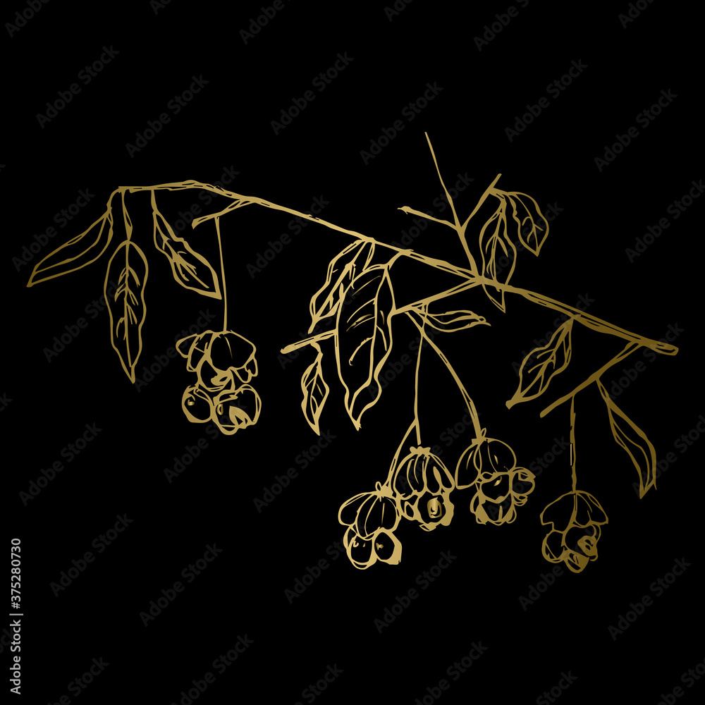 Branch of spindle tree with leaves and berries. Euonymus plant. Hand ...