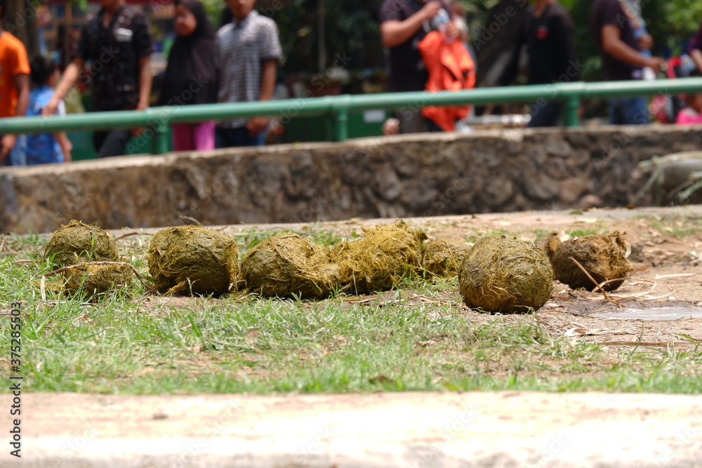 Sumatran elephant feces / Sumatran elephant poop that has a large round ...