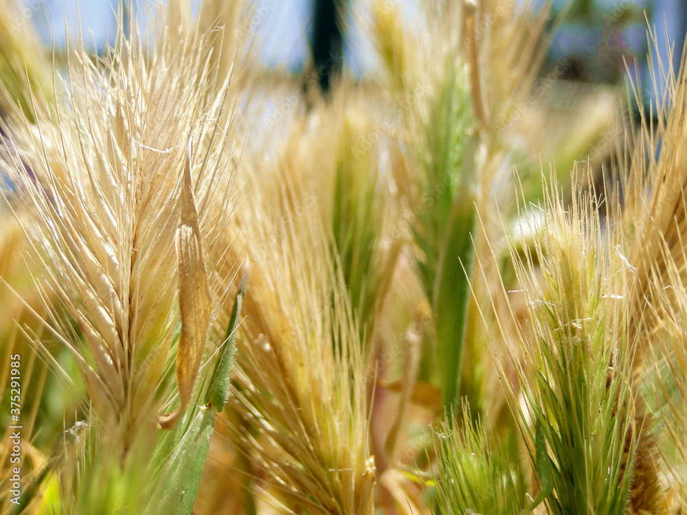 Wild wheat growth in field in outdoor. Wheat is a grass widely ...